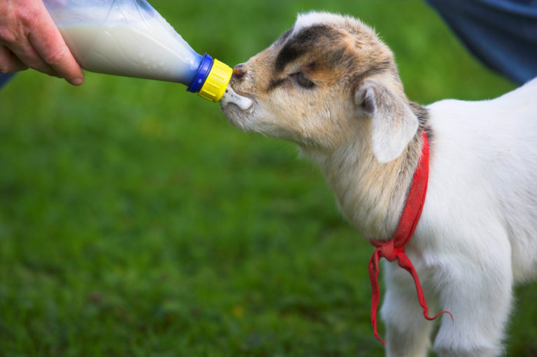 FAQs – Johne's Information Center – UW–Madison