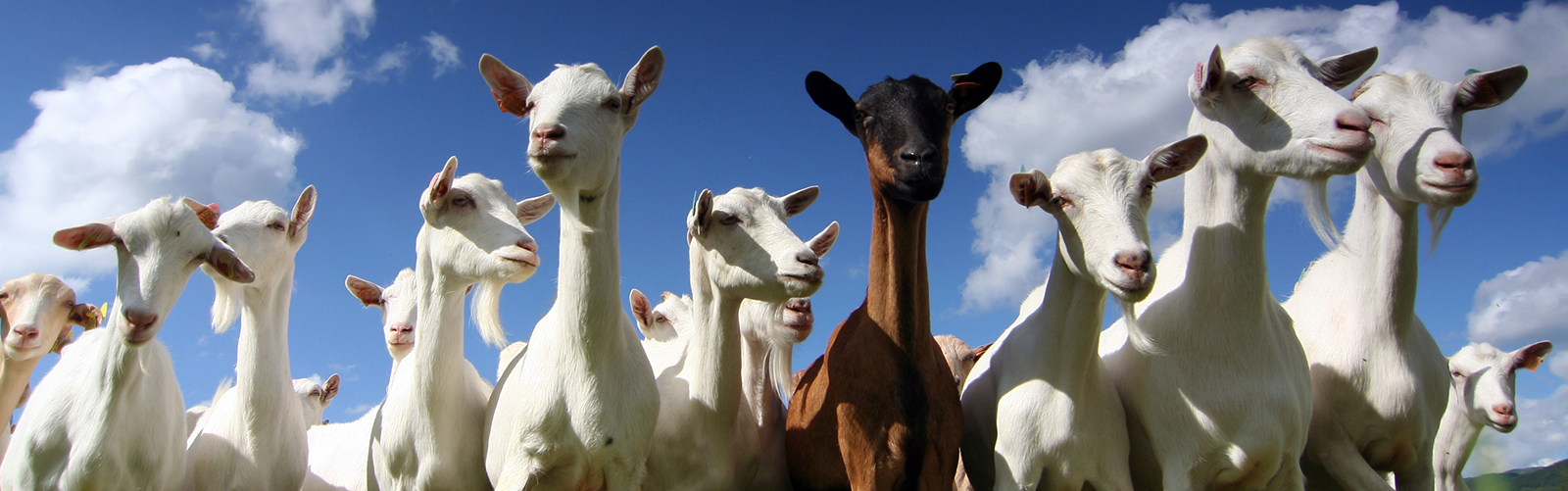 Certification – Johne's Information Center – UW–Madison