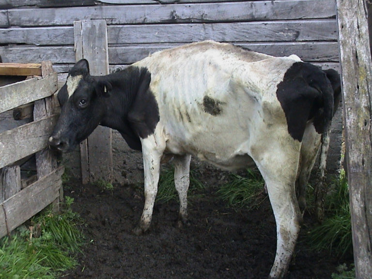 FAQs – Johne's Information Center – UW–Madison