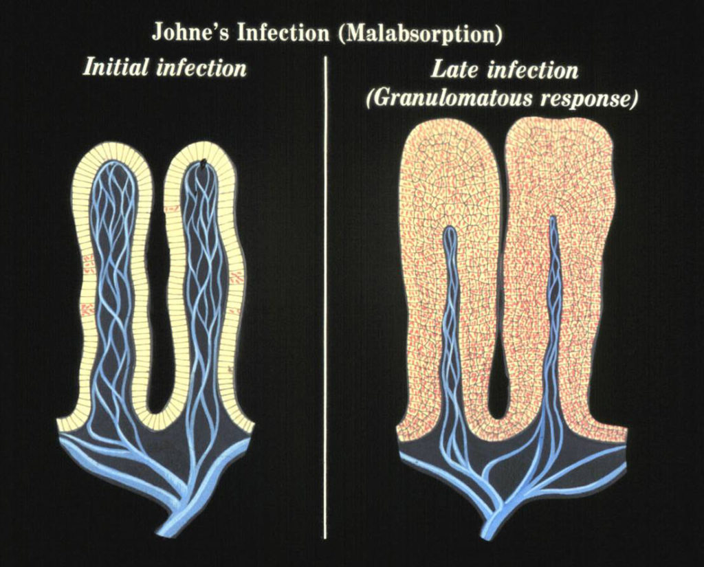 FAQs – Johne's Information Center – UW–Madison