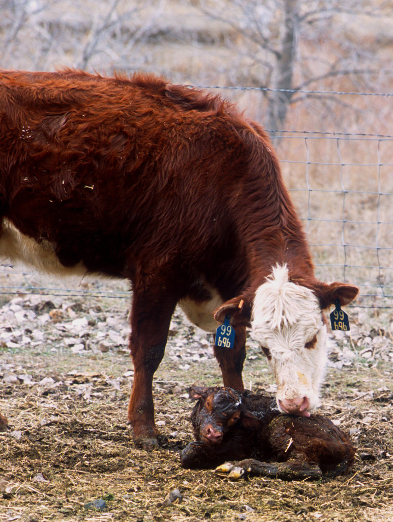 FAQs – Johne's Information Center – UW–Madison