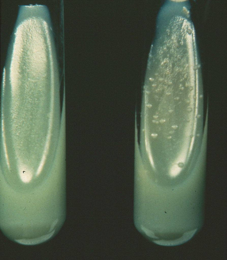 Johne’s disease: A to Z – Johne's Information Center – UW–Madison