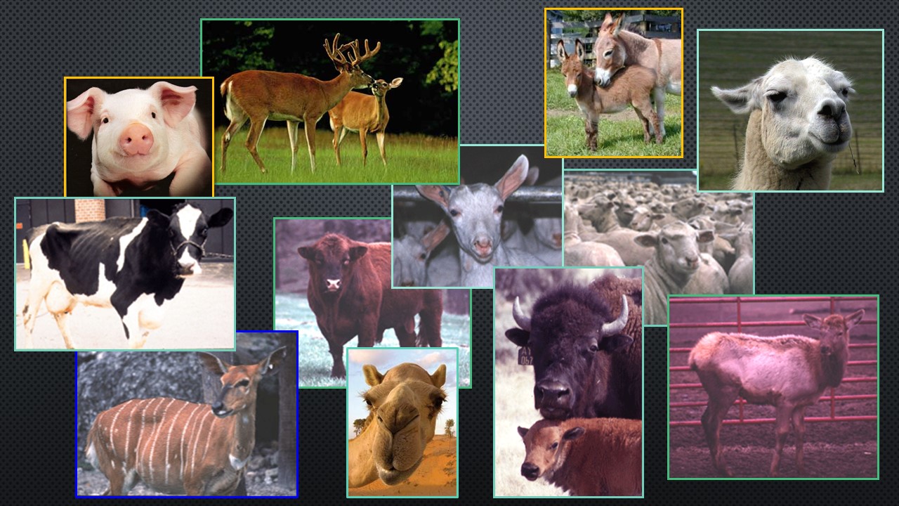 General Characteristics – Johne's Information Center – UW–Madison