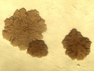 MAP bacteria and cultures – Johne's Information Center – UW–Madison