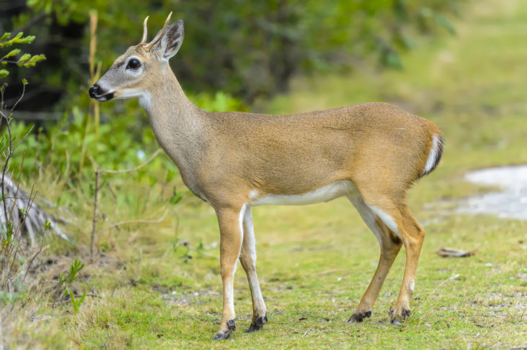 Wild Ruminants – Johne's Information Center – UW–Madison