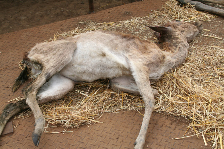 Other animals with clinical Johne’s disease – Johne's Information ...