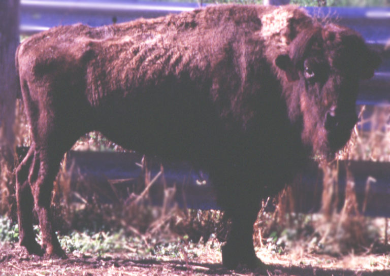 Other animals with clinical Johne’s disease – Johne's Information ...