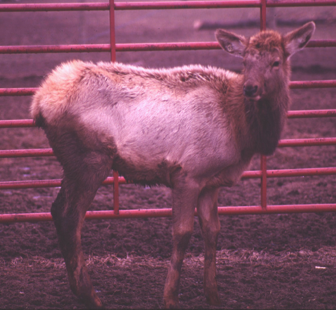 Other animals with clinical Johne’s disease – Johne's Information ...