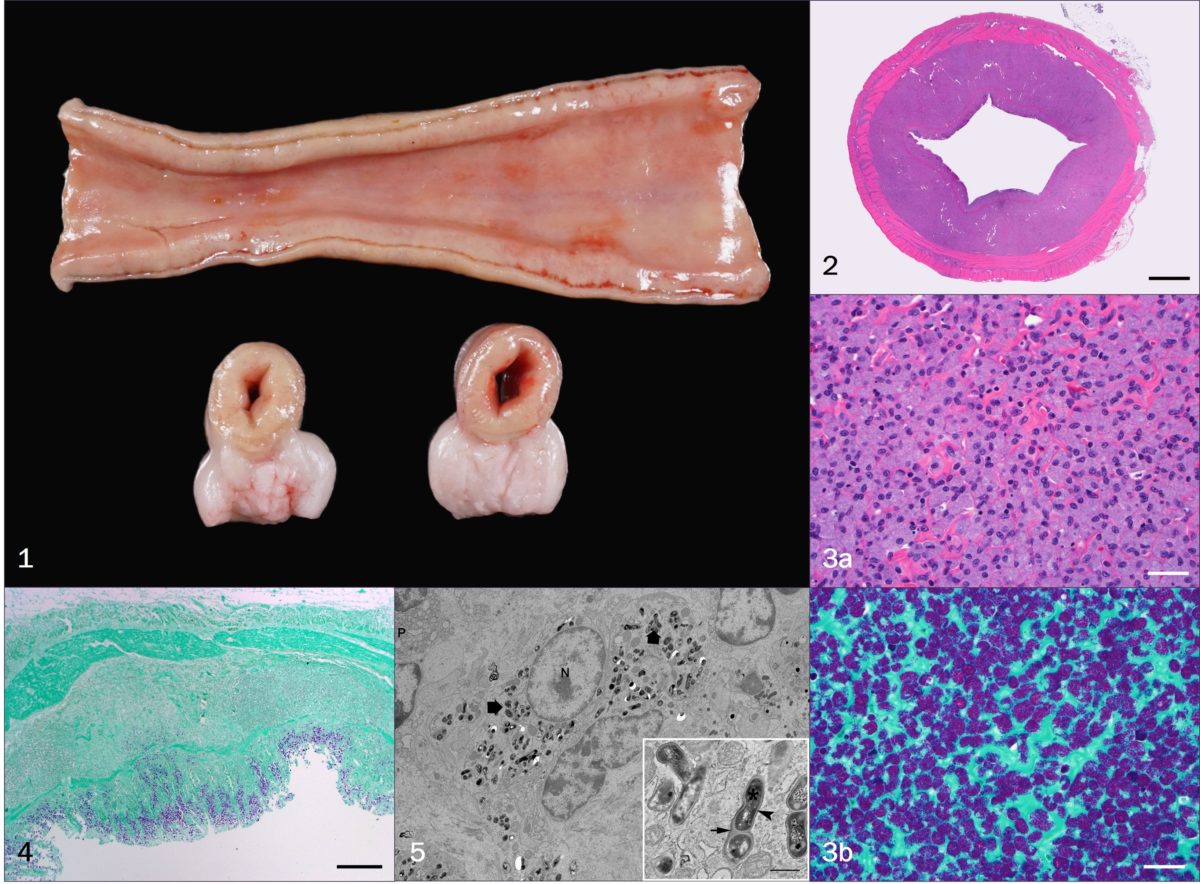 Non-ruminants – Johne's Information Center – UW–Madison