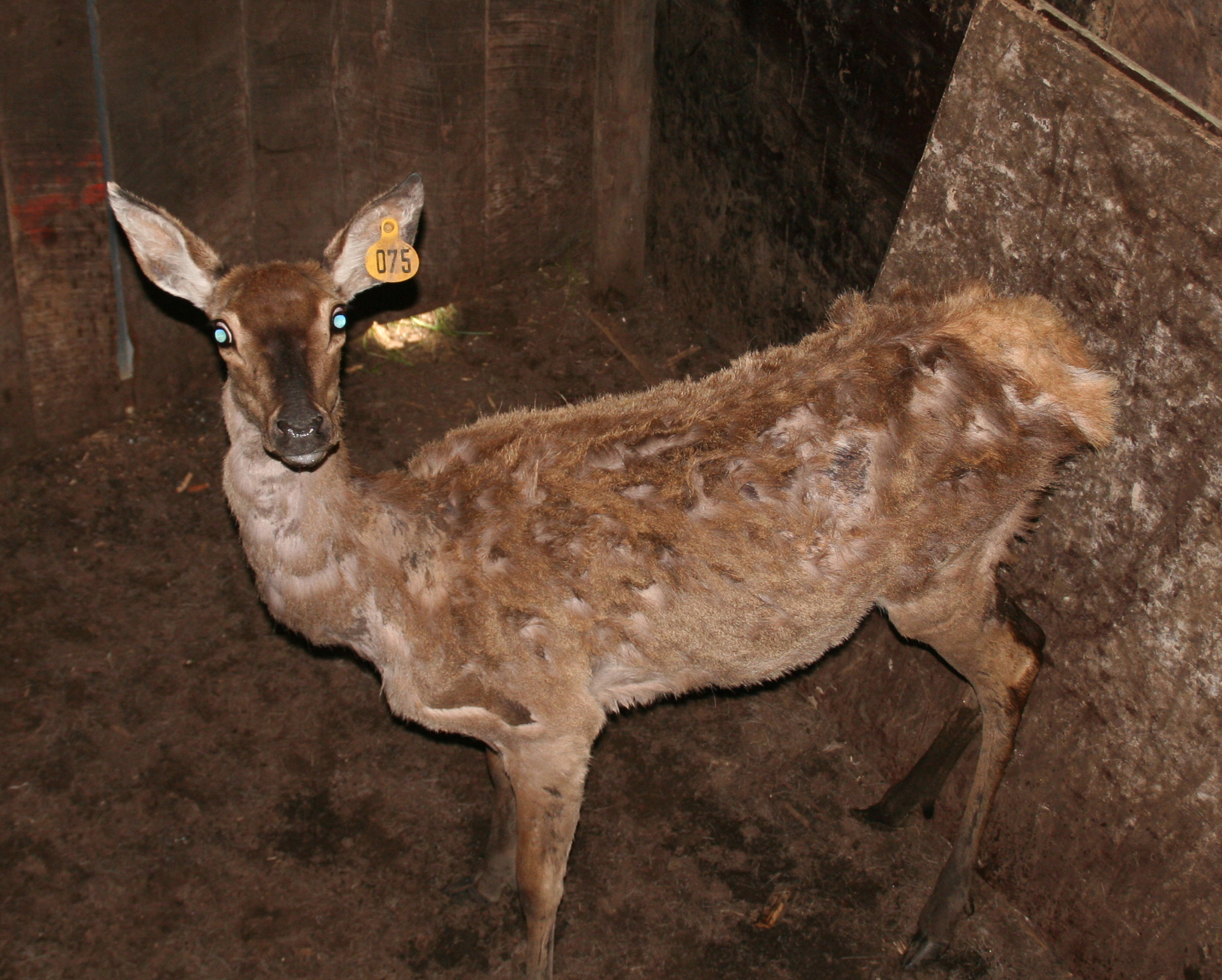 Other animals with clinical Johne’s disease – Johne's Information ...