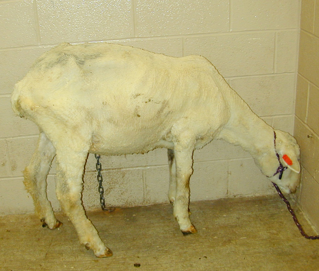 FAQs – Johne's Information Center – UW–Madison