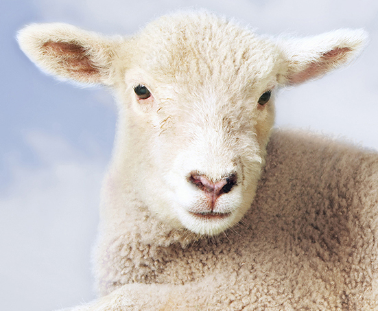 Ovine Paratuberculosis in Uruguay – Johne's Information Center – UW–Madison