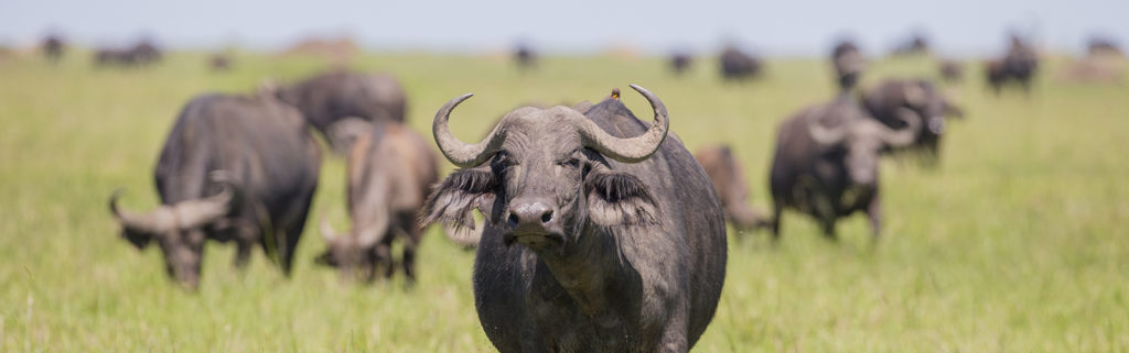 Water buffalo – Johne's Information Center – UW–Madison