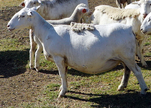 Sheep with clinical JD – Johne's Information Center – UW–Madison