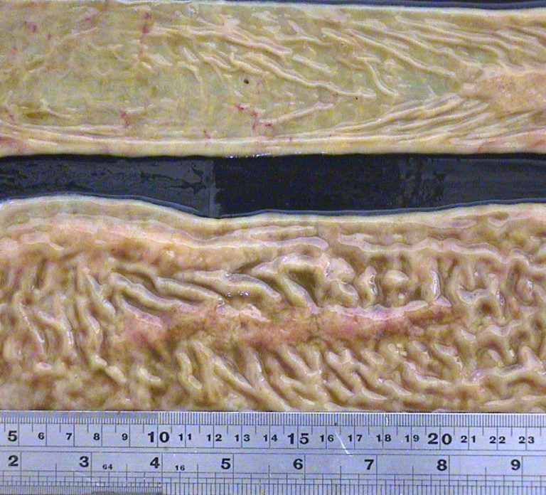 Johne’s disease: A to Z – Johne's Information Center – UW–Madison