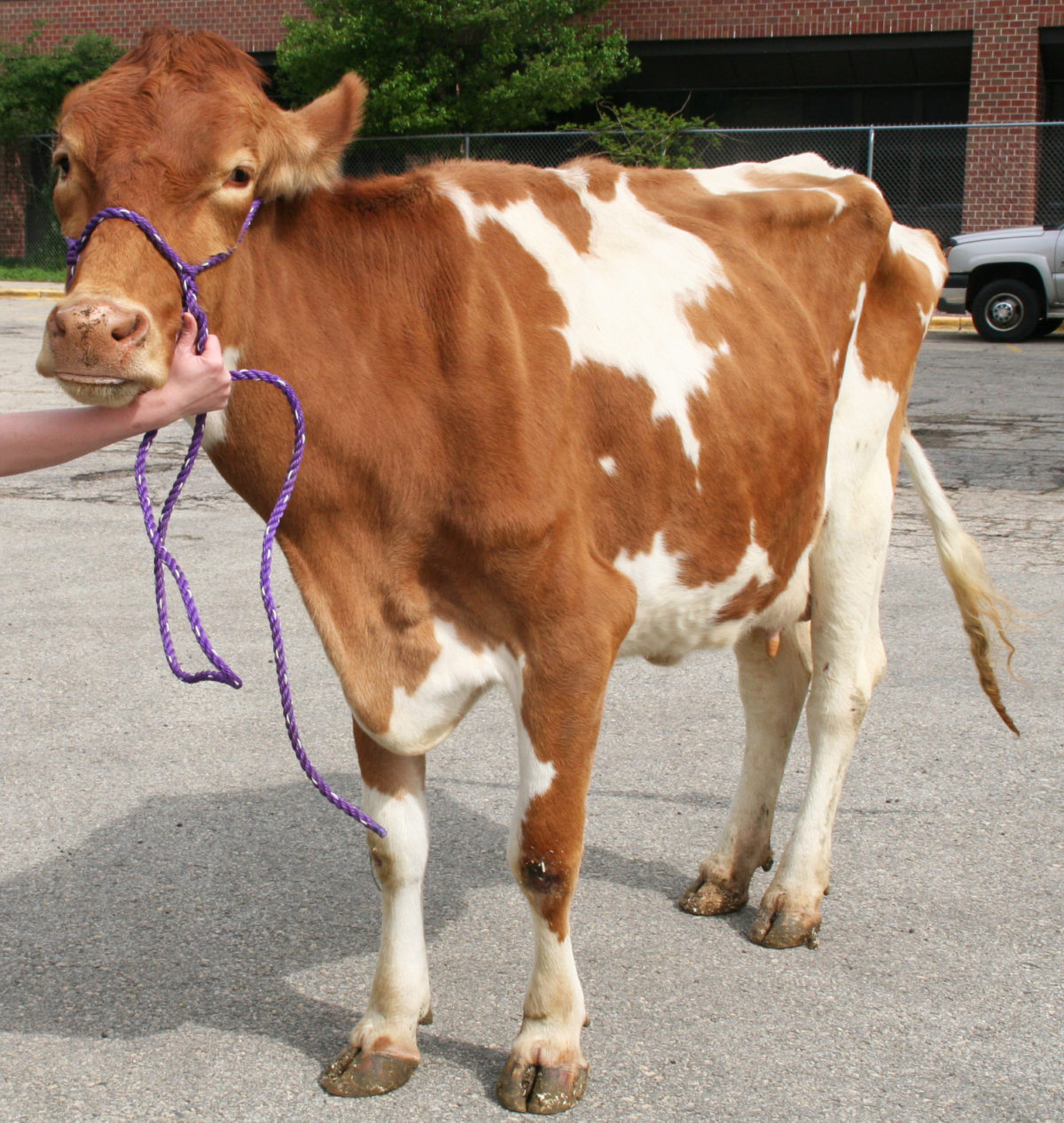 Johne’s disease: A to Z – Johne's Information Center – UW–Madison