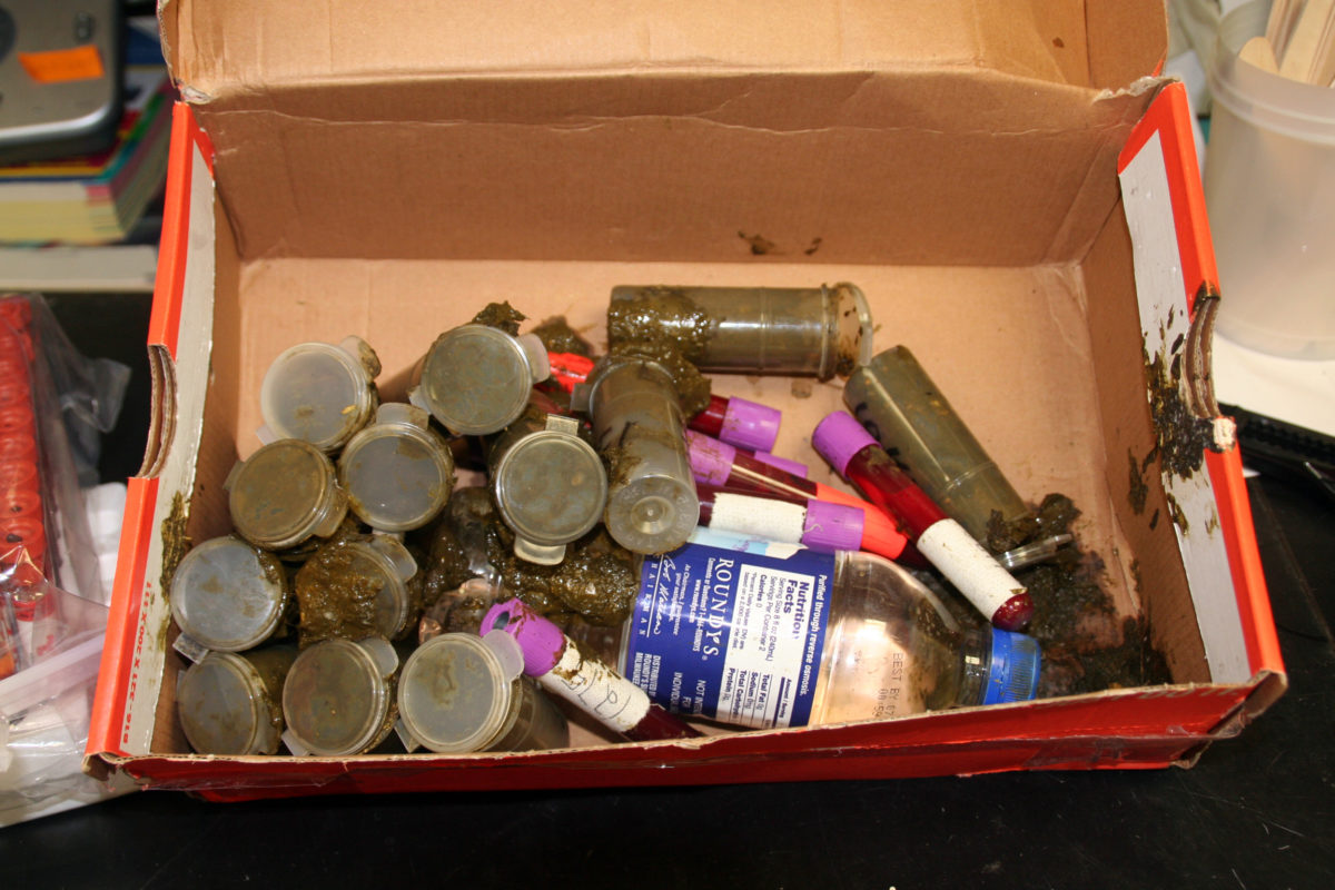 Optimal fecal pool size – Johne's Information Center – UW–Madison