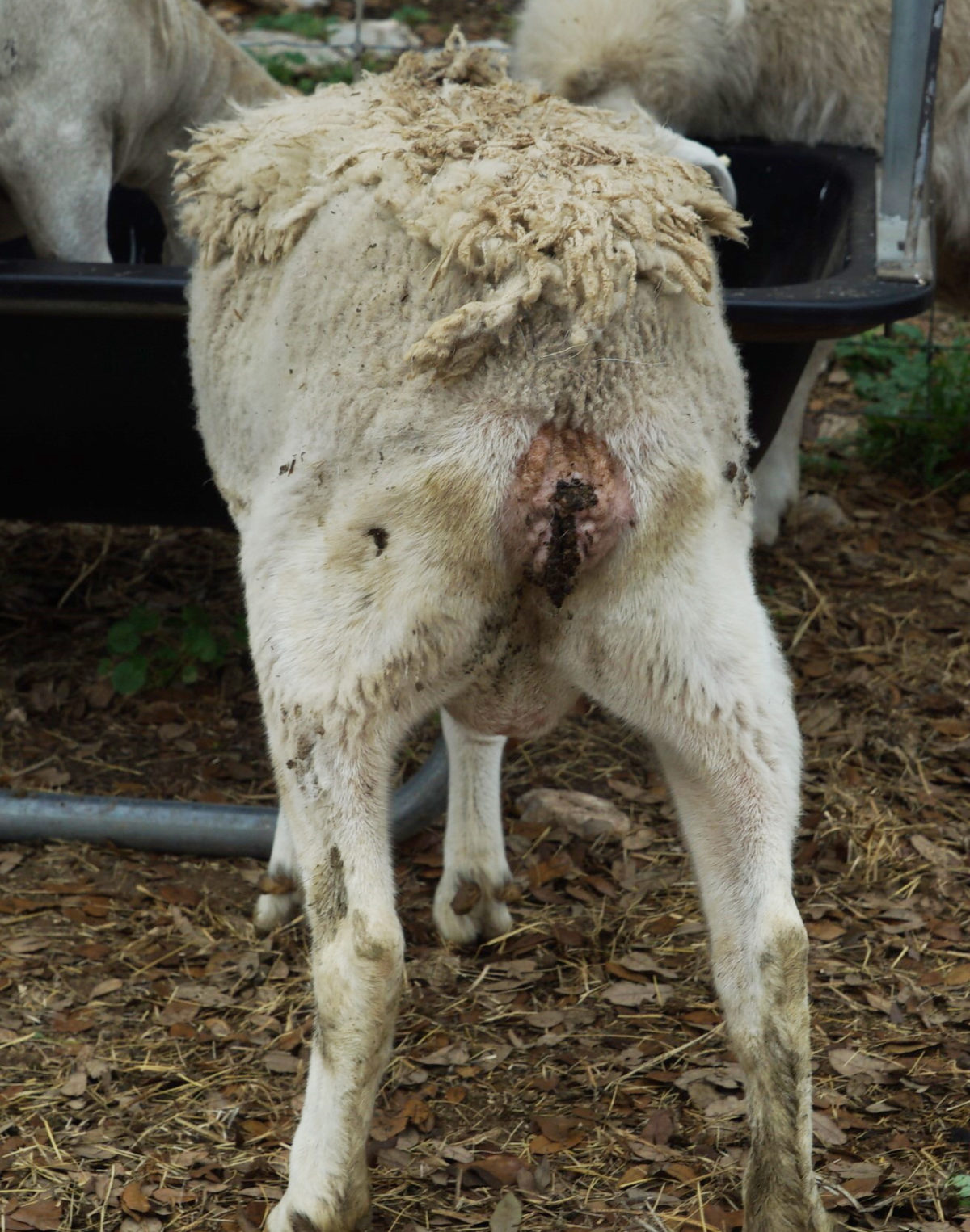 Sheep with clinical JD – Johne's Information Center – UW–Madison