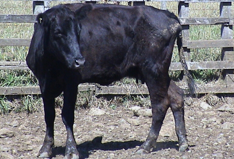 JD in Beef Cattle Lecture – Johne's Information Center – UW–Madison